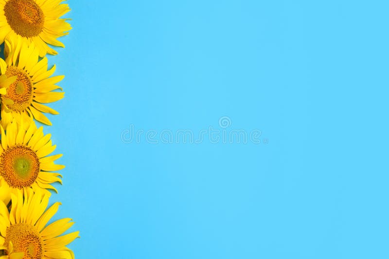 Beautiful Bright Sunflowers on Light Blue Background, Flat Lay. Space ...