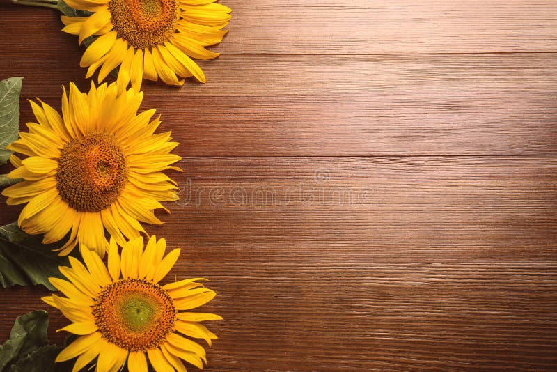 Beautiful Bright Sunflowers on Wooden Background, Flat Lay. Space for Text Stock Photo - Image ...