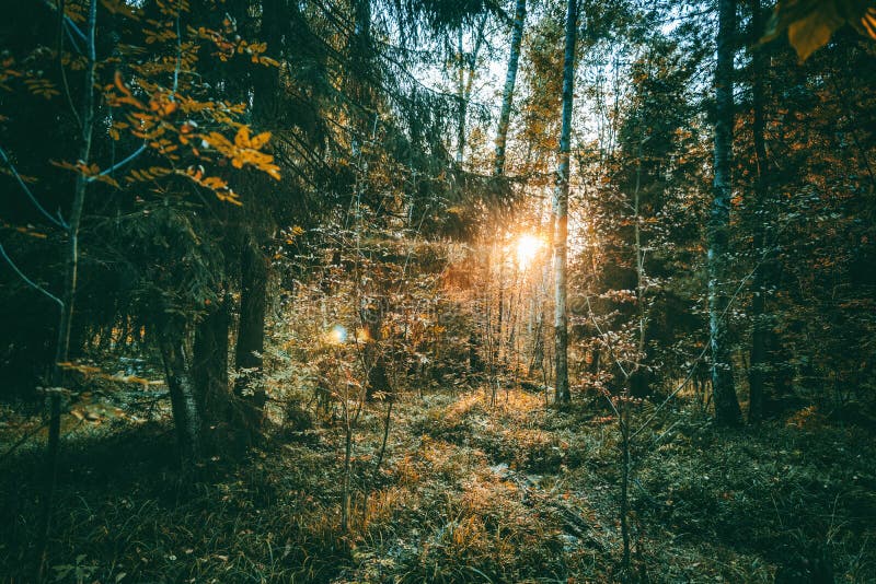 Beautiful Bright Sunset in a Wild Forest, Beautiful Scenery, Nat Stock ...
