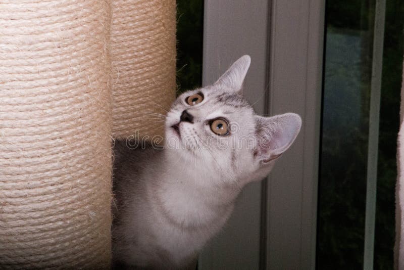 Beautiful Bright Tabby Kitten Sits Scratching Post Stock Photos - Free ...