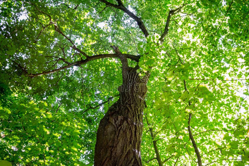 Beautiful Bright View of the Green Crown of a Forest Tree Stock Photo ...