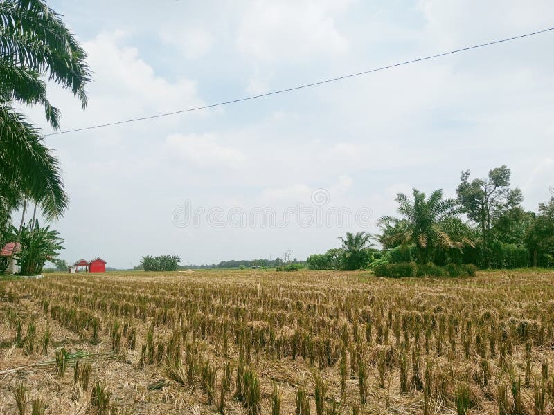Beautiful and Bright View of Rice Fields and Trees Stock Photo - Image ...