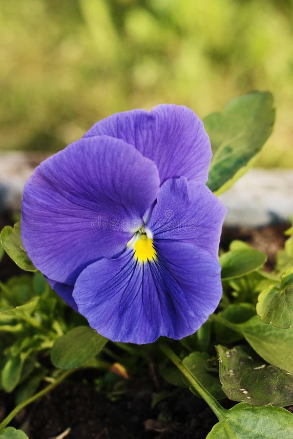Beautiful Bright Violet in the Summer Garden Stock Image - Image of ...