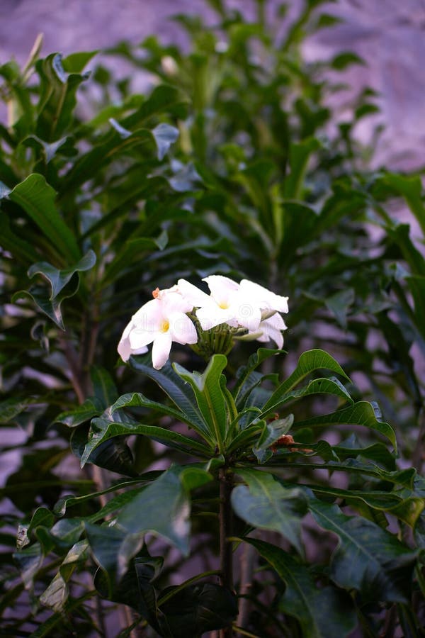 Very Beautiful White Color Flower Stock Photo - Image of flower, earth ...