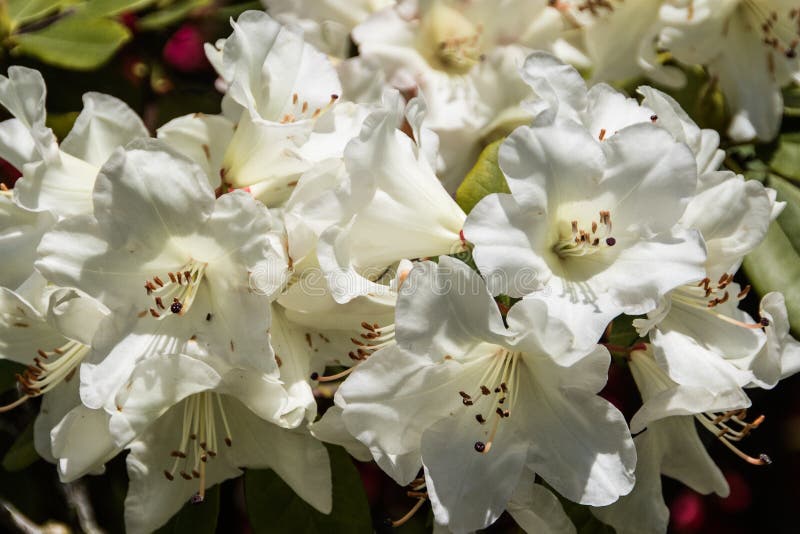 Beautiful Bright White Flowers in a Spring Garden Stock Image - Image ...