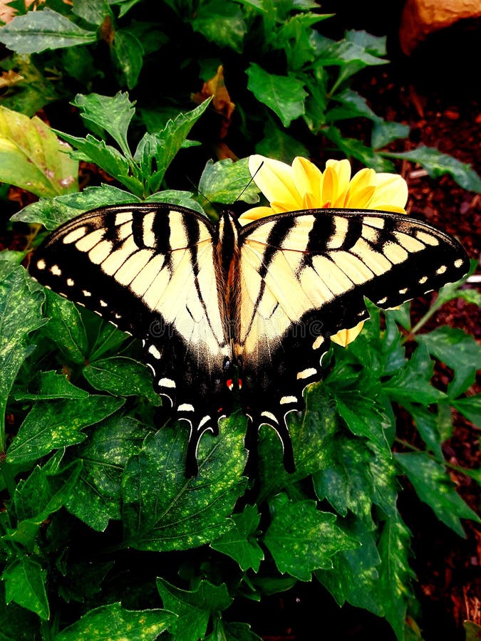 Beautiful Bright Yellow Butterfly Stock Image - Image of bright, grace ...