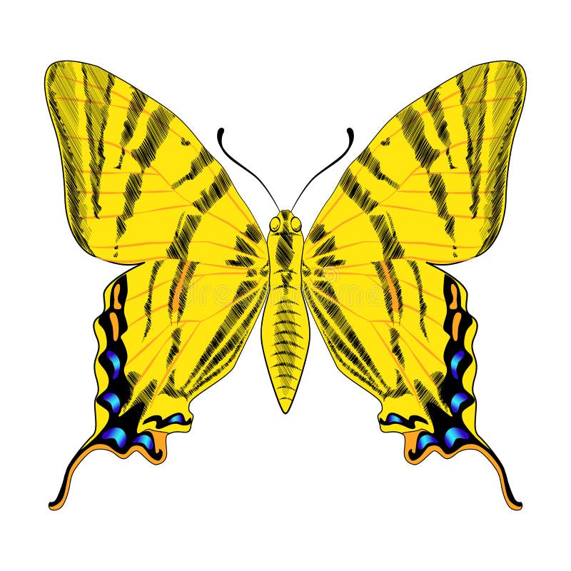 Beautiful Bright Yellow Butterfly. Vector Illustration Isolated Stock ...