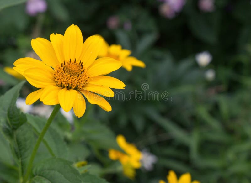 Beautiful Bright Yellow Calendula Flower Stock Image - Image of bright ...