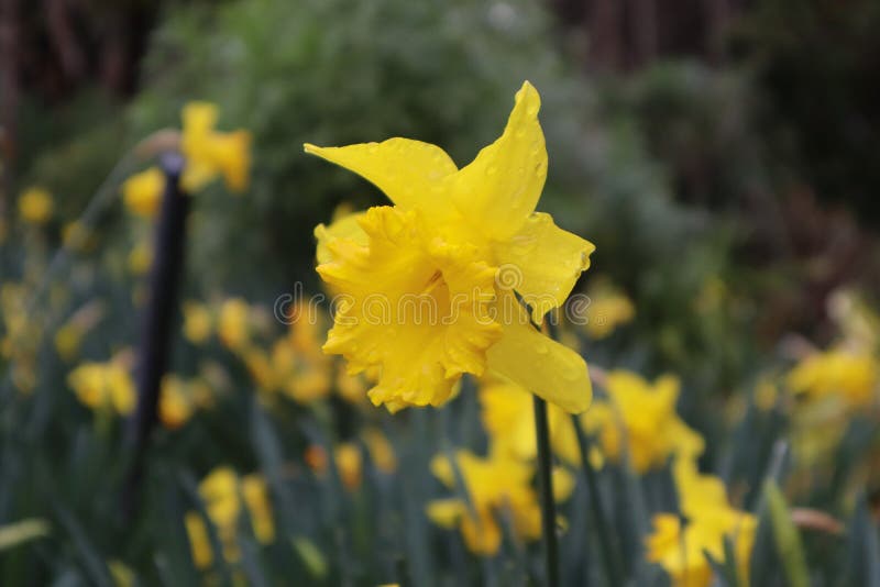Bright Yellow Daffodil Growing in the Garden Stock Image - Image of ...
