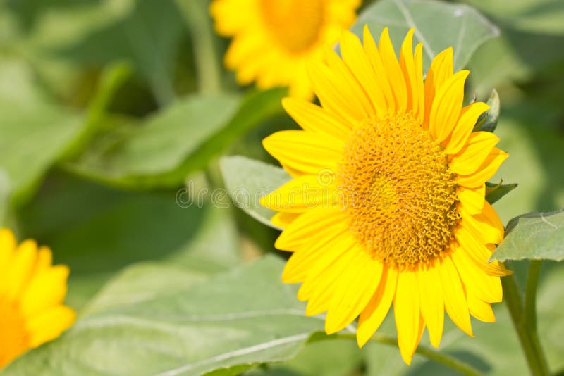 Beautiful Bright Yellow Sunflower. Stock Photo - Image of diamond, crop ...