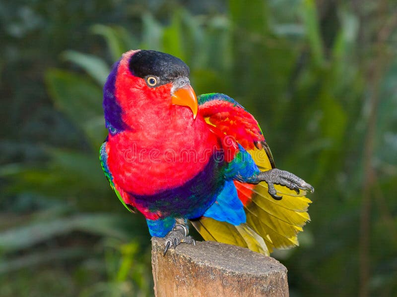 A Beautiful Brightly Colored Parrot on Display in a Captive Environment ...