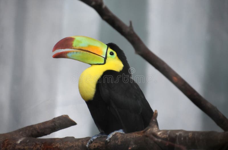 Beautiful Brightly Colored Toucan Open Beak Stock Photos - Free ...