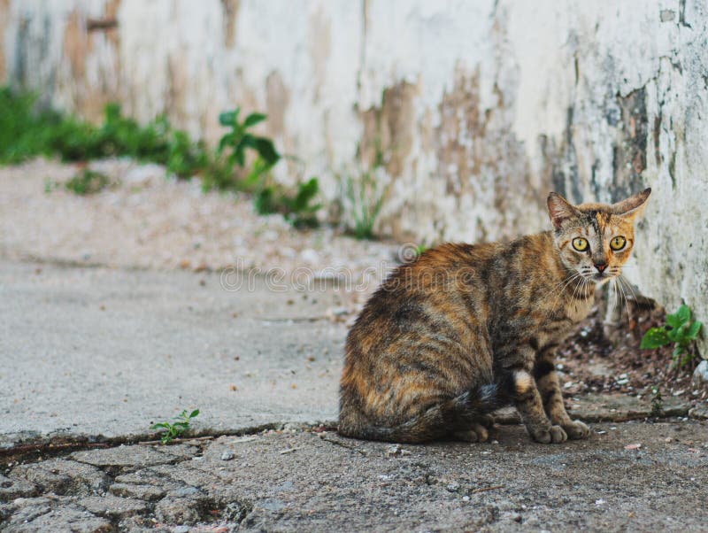 A Beautiful Brindle Cat Strolling Stock Image - Image of buterffly ...