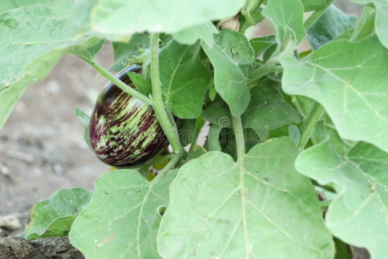 Beautiful Brinjal on the Tree Stock Image - Image of insect, view ...