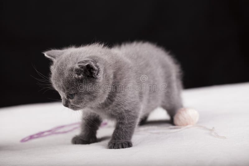 Beautiful British Cat Blue Colors Stock Photo - Image of drops ...