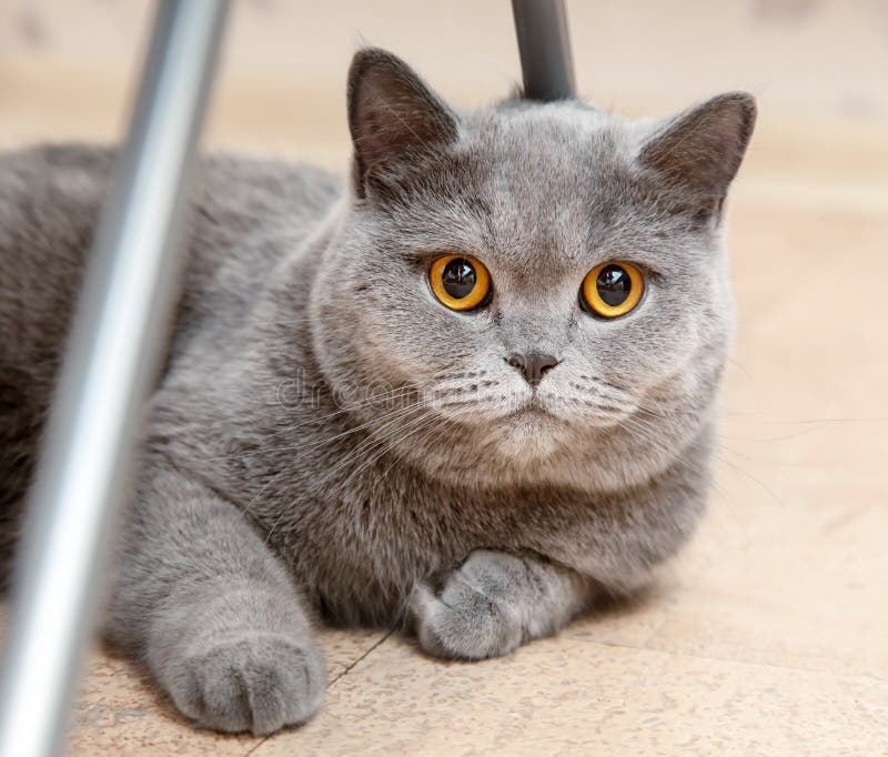 Beautiful british cat stock image. Image of expression - 36592417