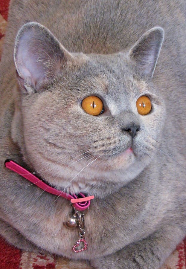 British Cream Shorthair Cat Stock Image - Image of beige, purebred ...