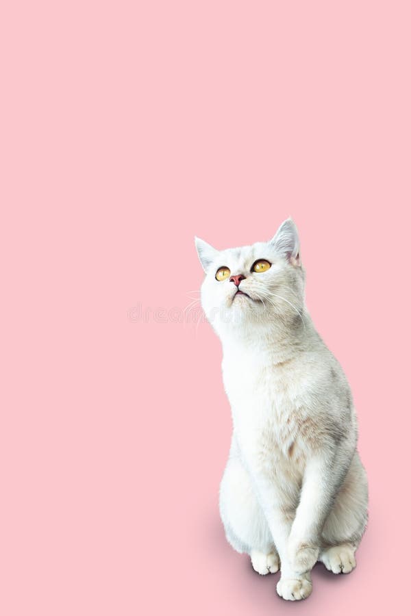 Beautiful British Silver Cat Looking Up Stock Image - Image of kitten ...