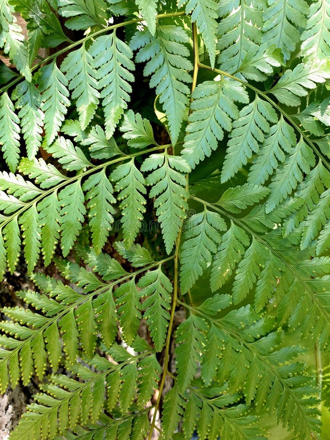 Beautiful Lush Broad Beech Fern Stock Photo - Image of natural, broad ...