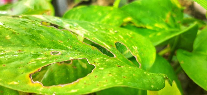 Beautiful of Broken Leaf stock image. Image of invertebrate - 210266525
