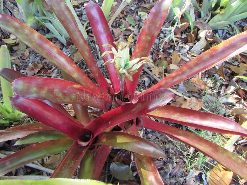 Bromeliad Aechmea Fulgens X Ramosa Hybrid, `Shining Light` Cultivar ...