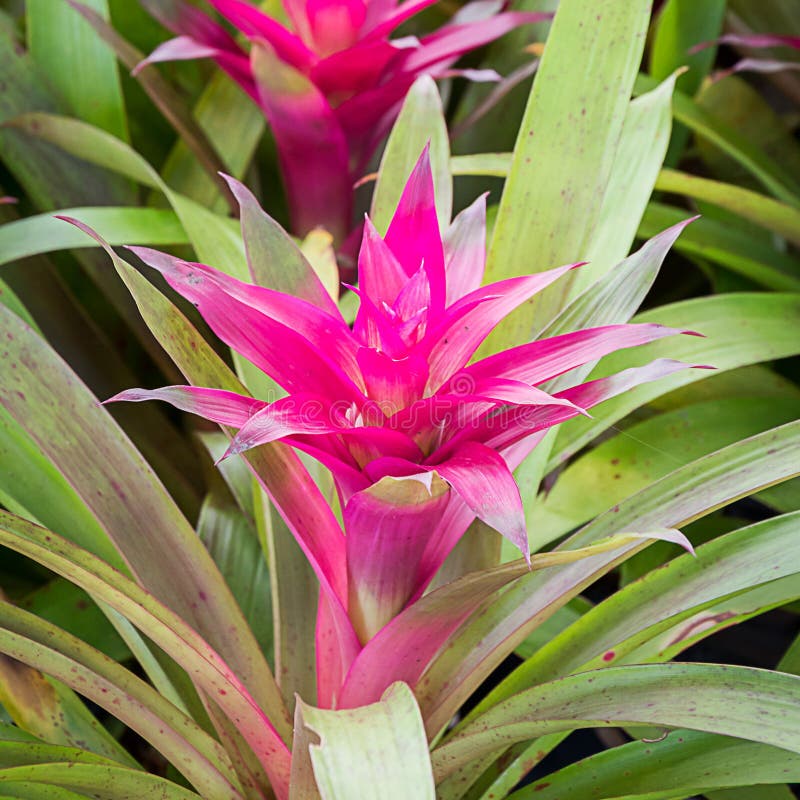 Beautiful Bromeliad with the Pink Flower. Bromeliads are One of the ...
