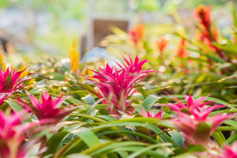 Beautiful of Bromeliad in Bromeliad Garden. Stock Photo - Image of ...