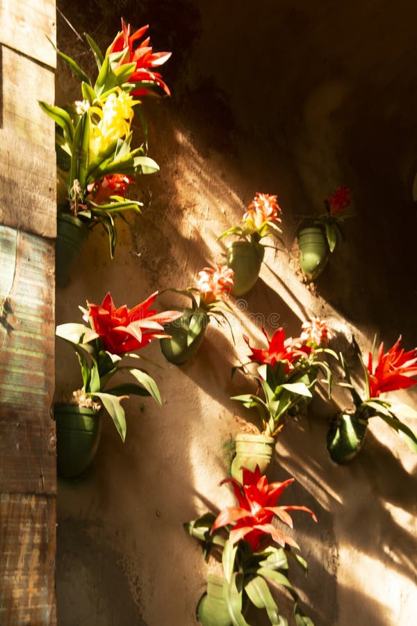 Beautiful Bromeliad Red Flower or Bromeliad, Guzmania Hybrid in the ...