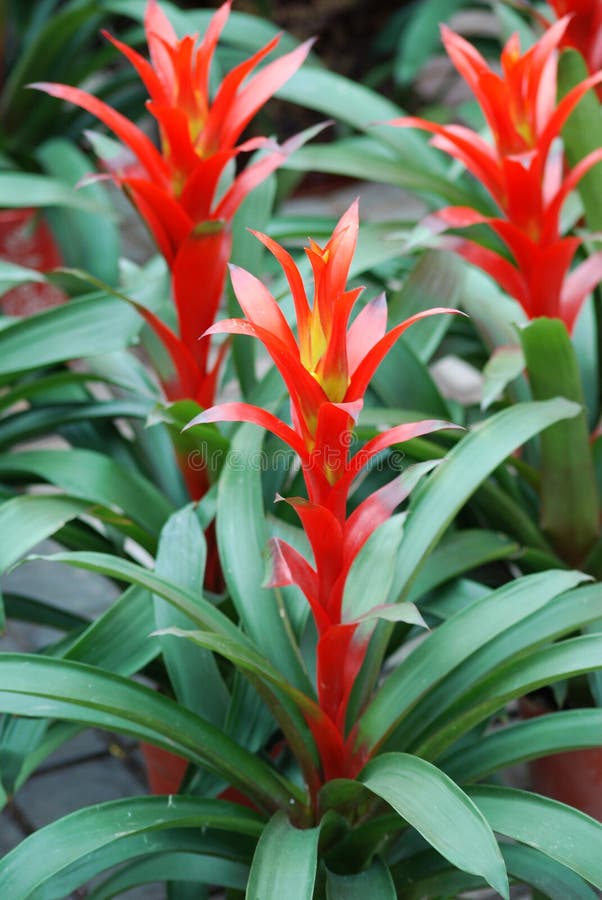 Bromelia flowers stock image. Image of holiday, sweet - 30235019