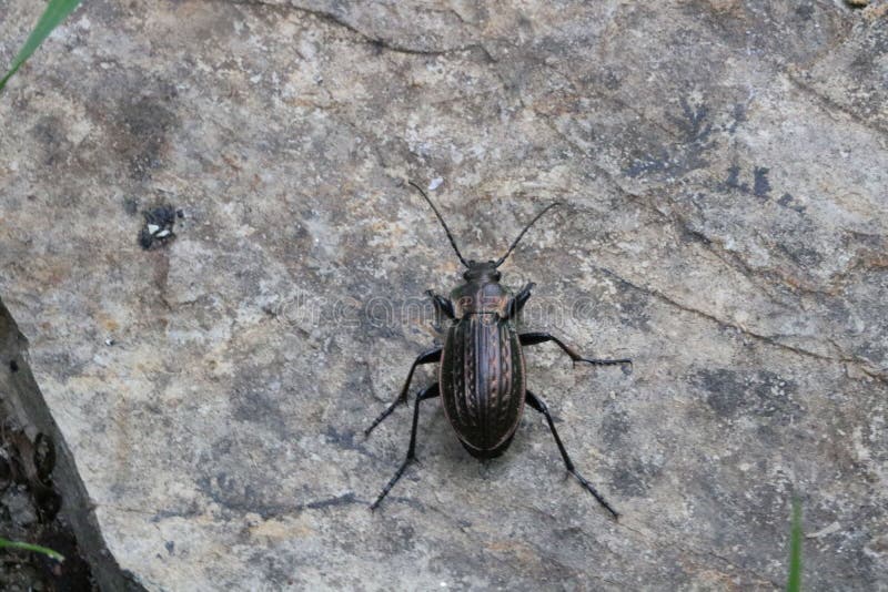 Beautiful Bronze Bug or Insect Stock Photo - Image of leaf, macro: 79969428