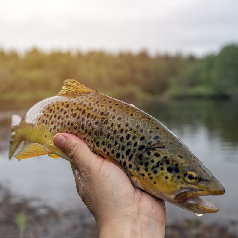 Beautiful Brook Trout Caught during Fly Fishing. Stock Photo - Image of ...