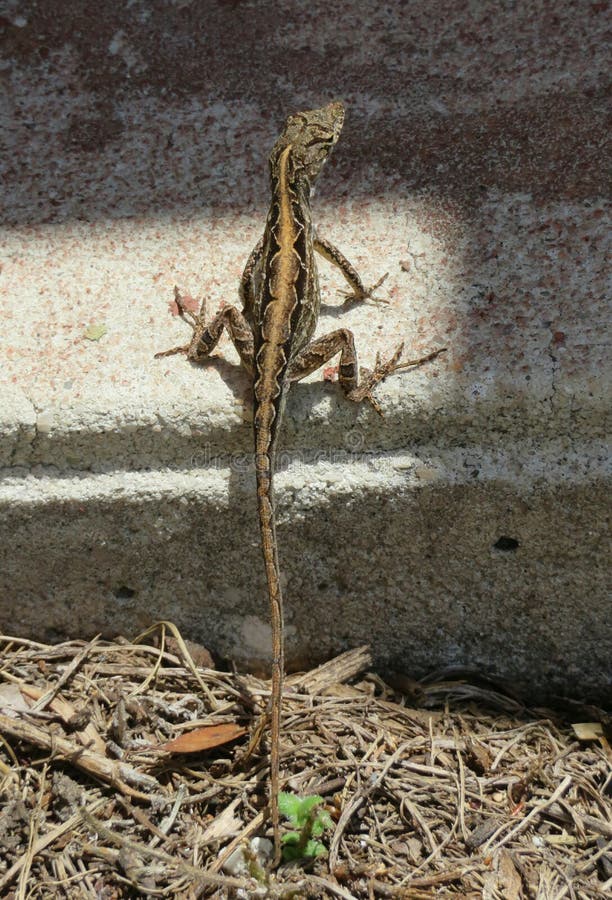 Brown Lizard on Ground, Closeup Stock Image - Image of season ...
