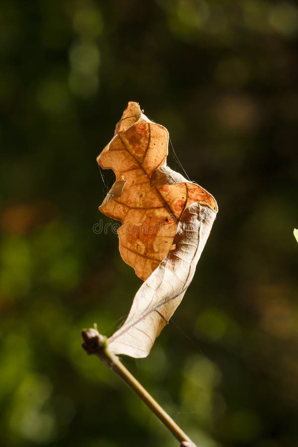 Beautiful Brown Autumn Leaf Texture with Shadows, Harsh Light. Vertical ...