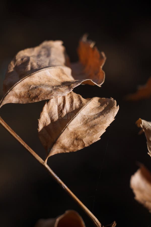 Beautiful Brown Autumn Leaf Texture with Shadows, Harsh Light. Vertical ...
