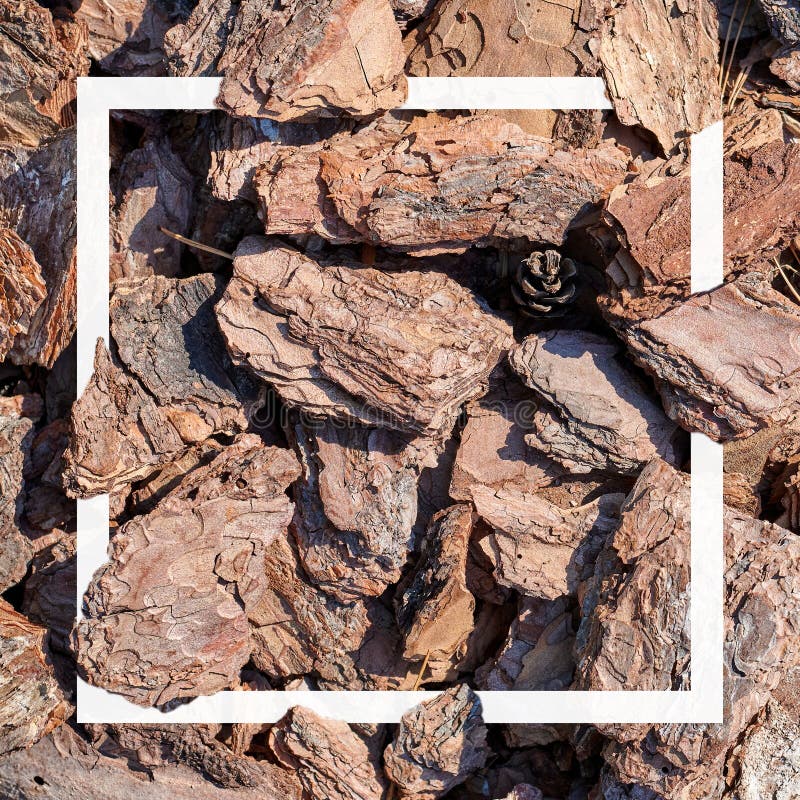 Beautiful Brown Bark Pattern with White Frame, Template for Invite ...