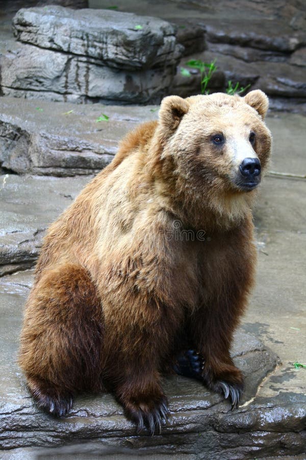 Smiling Bear stock photo. Image of enclosurment, smile - 103128