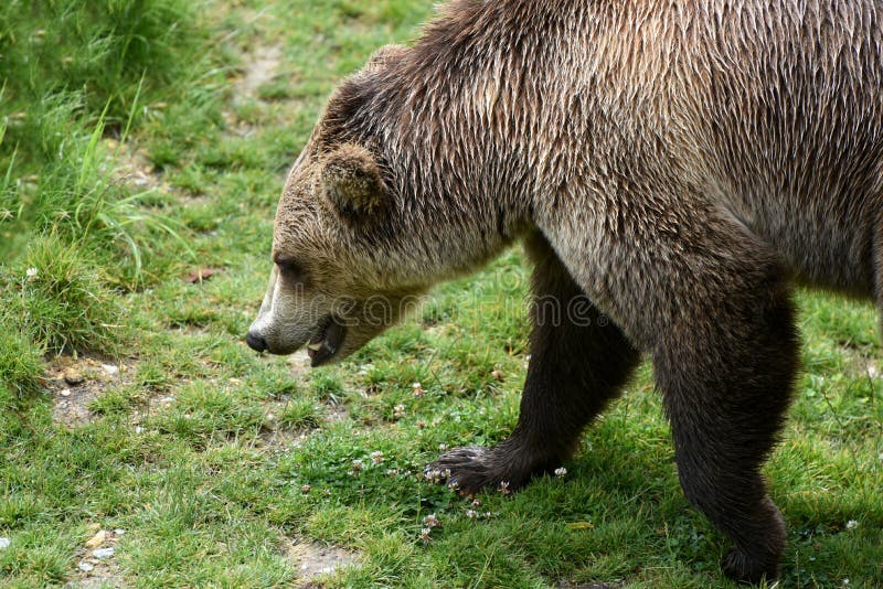 Brown bear in the nature stock image. Image of beautiful - 189637305
