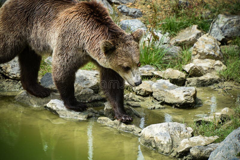 Brown bear in the nature stock image. Image of mammal - 189637341