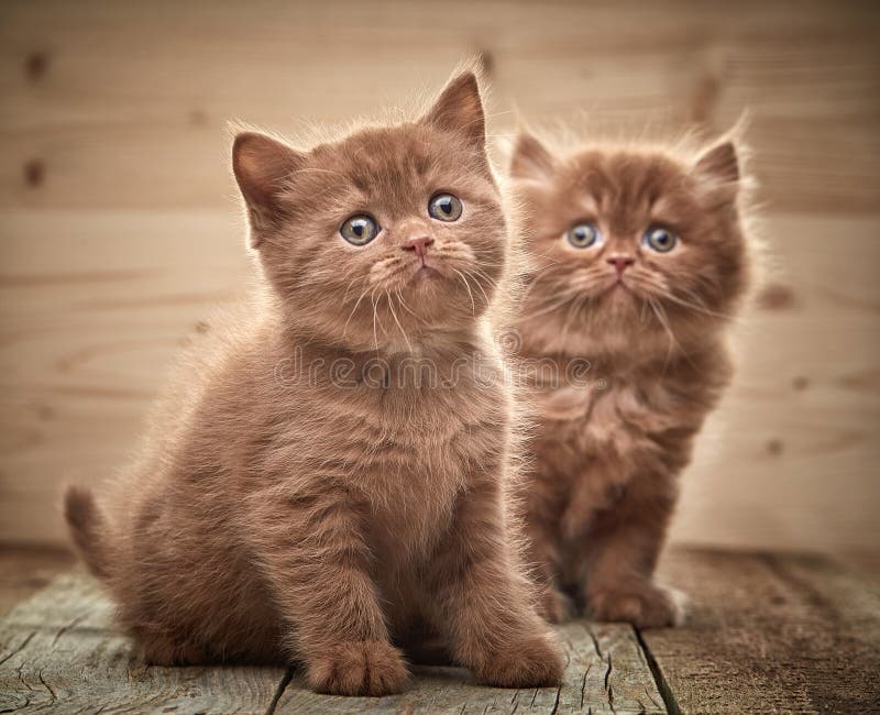 Brown British Kittens Stock Photos - Download 1,105 Royalty Free Photos