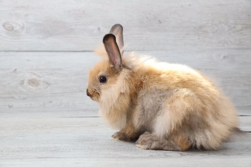 Beautiful Brown Bunny Rabbit on Wood Background Stock Image - Image of ...