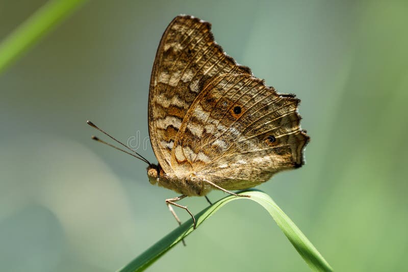 Beautiful Brown Butterfly on Thin Leaf Stock Image - Image of green ...