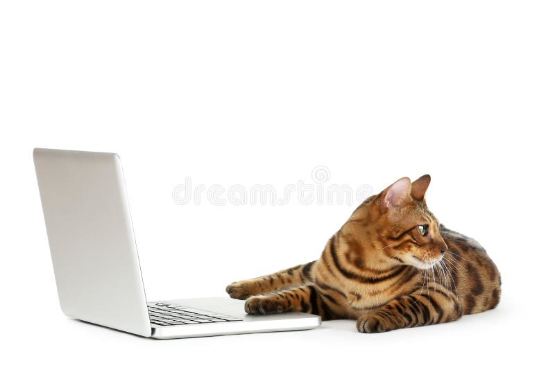 Brown Cat with Laptop Computer Stock Image - Image of lying, desktop ...