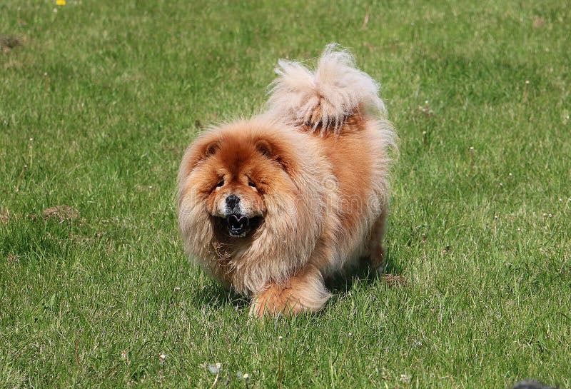 Chow Chow Walking stock photo. Image of fluffy, activities - 67984248