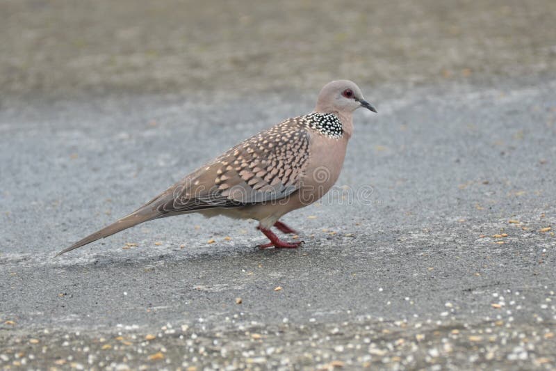 The Beautiful Brown Color Dove Bird on the Stair Stock Image - Image of ...