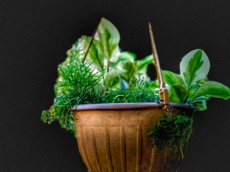 Beautiful Brown Color Flower Bucket.look Nice. Stock Photo - Image of ...