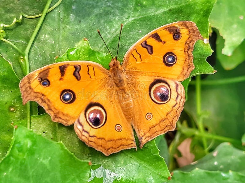 Beautiful Brown Colour Butterfly Stock Photo - Image of braun ...