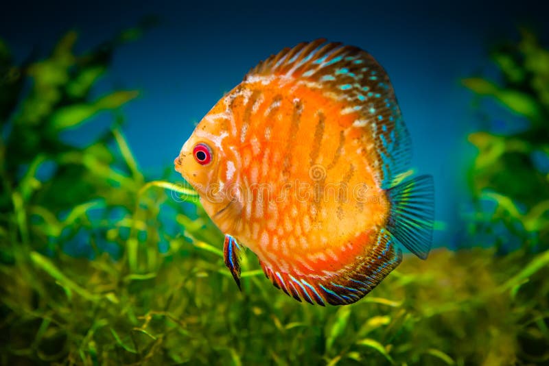 Brown discus fish stock image. Image of popular, beautiful - 102077837