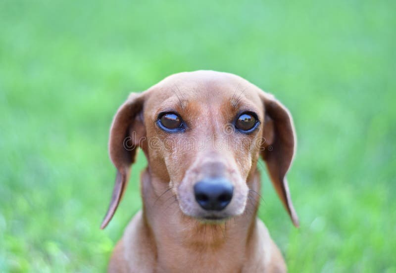 Beautiful Brown Dog on the Green Grass in the Garden Stock Photo ...