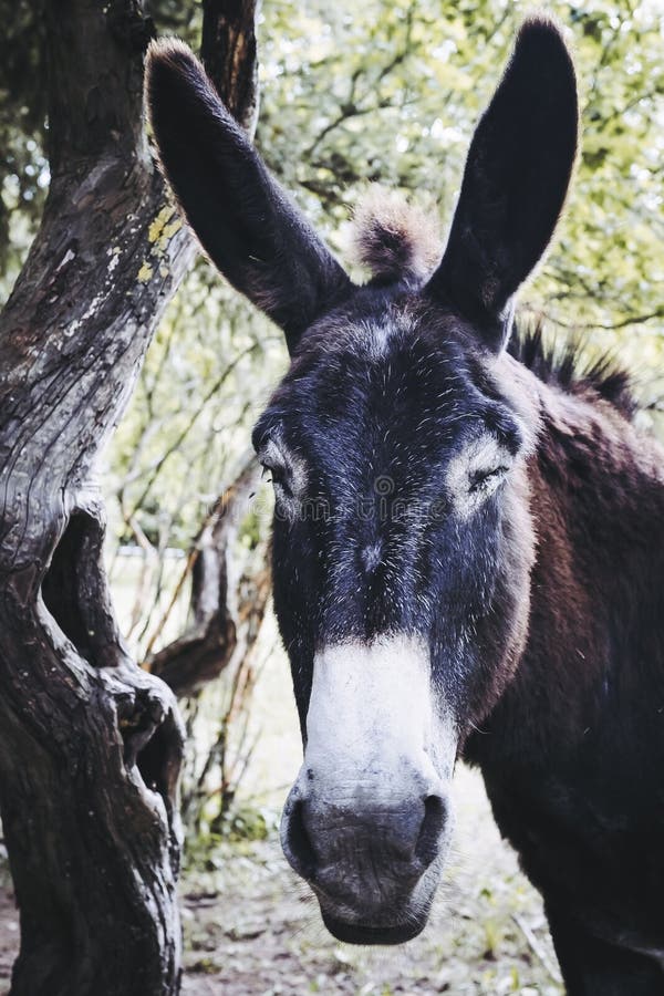 Beautiful Brown Donkey in a Field Stock Photo - Image of mule, portrait ...