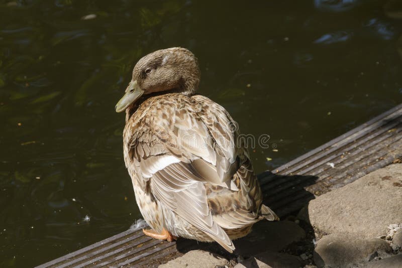 Beautiful Brown Duck Bronzed Sitting in the Sun, Next To a Pond Stock ...